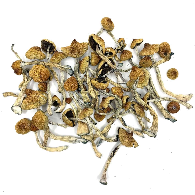 Hillbilly Cubensis - Buy Dried Magic Mushrooms Canada