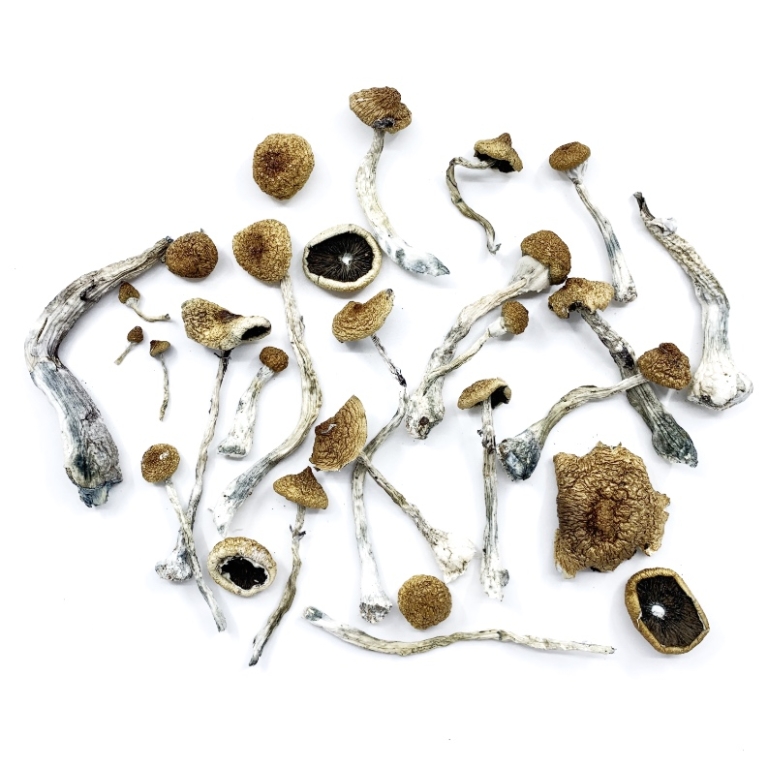 Hillbilly Cubensis - Buy Dried Magic Mushrooms Canada