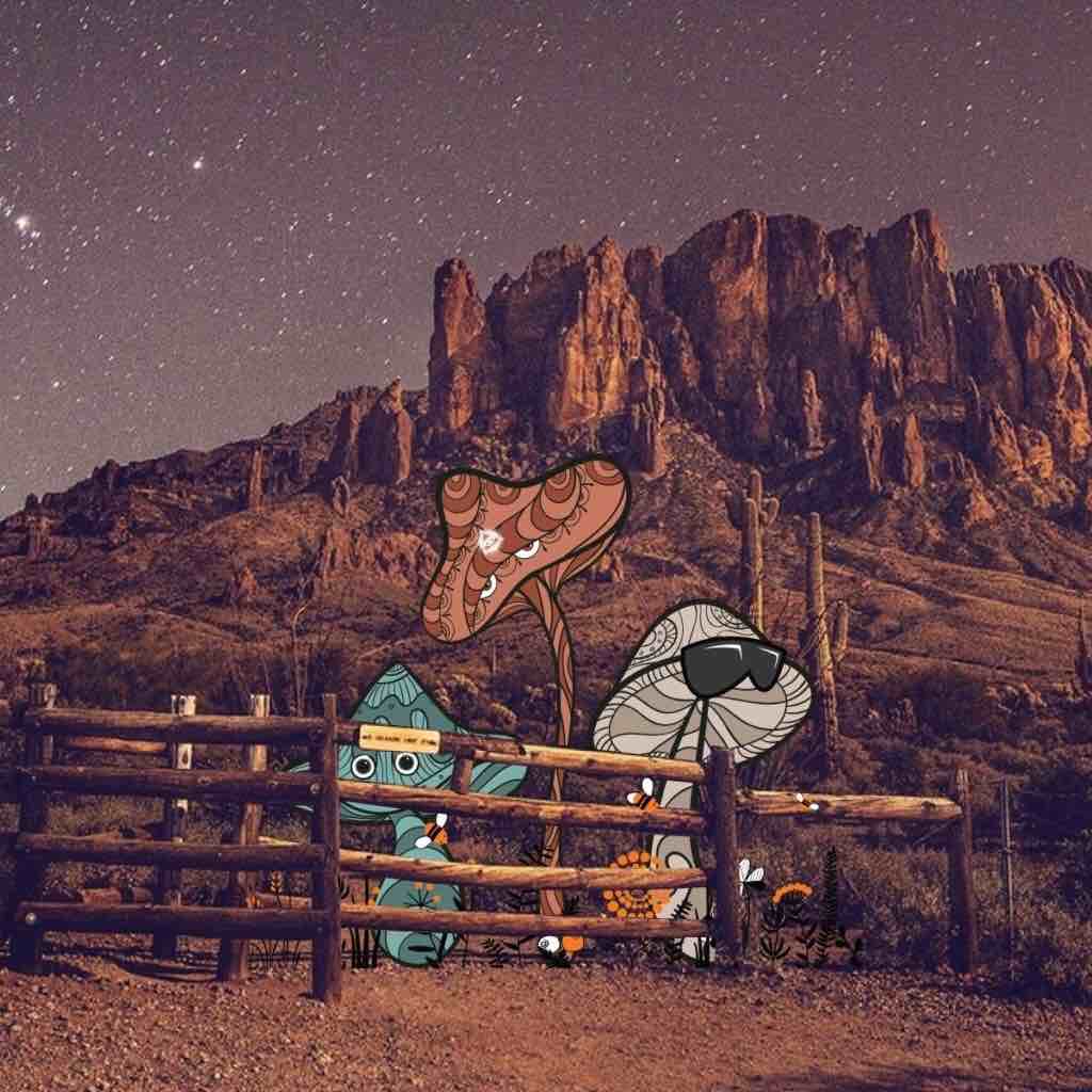 The Top Spot for Shrooms Online in Canada - Three Amigos Psilocybin