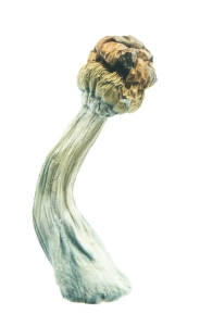 Trinity Magic Mushrooms | 3 Amigos Mushrooms