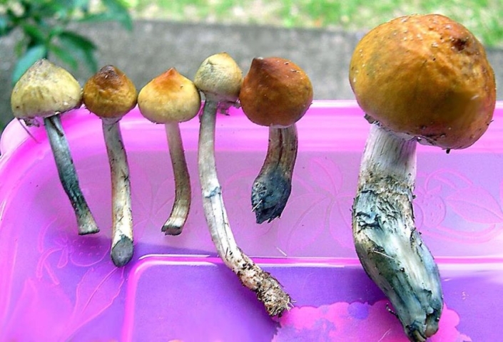 Navigating The Psilocybe Cubensis Effects On Brain